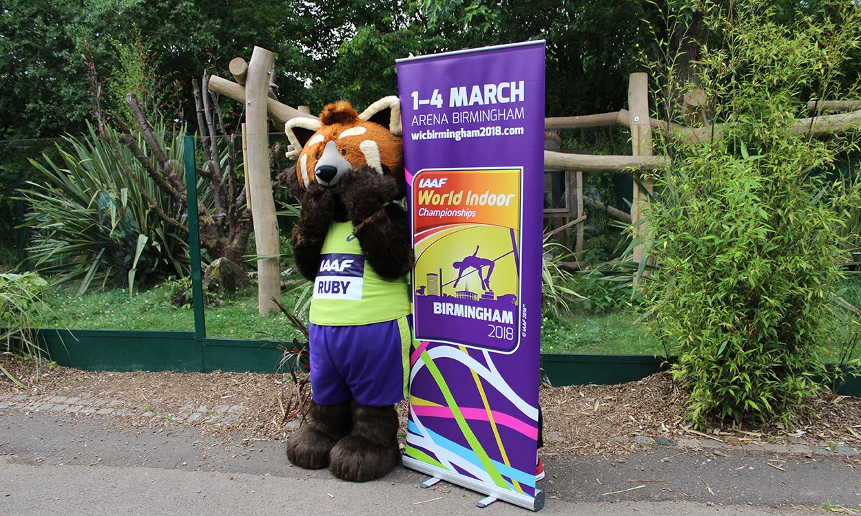 Ruby the Red Panda unveiled as Birmingham 2018 mascot - AW